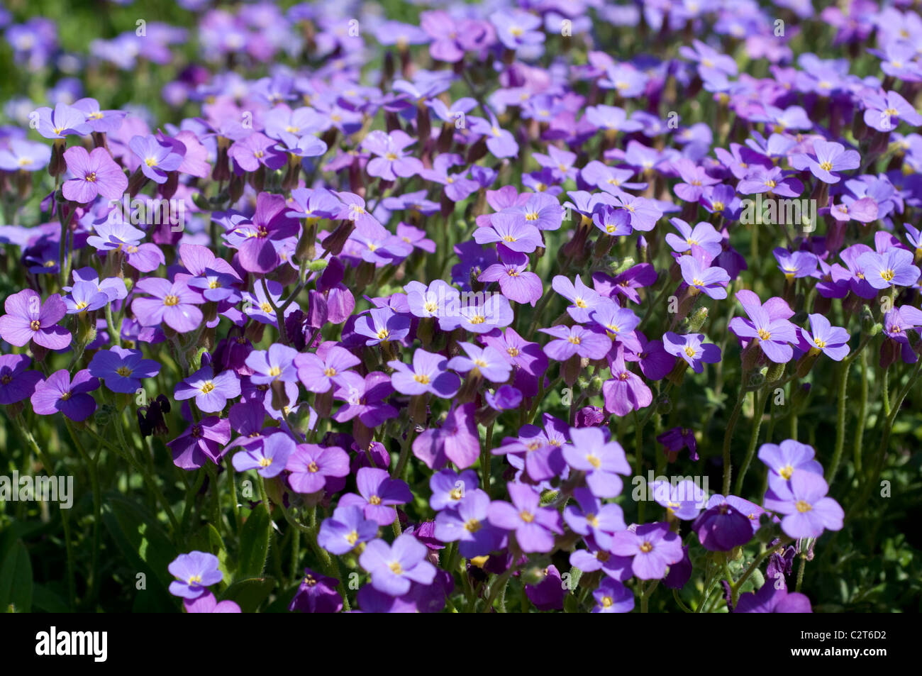 Aubrieta 'Doctor Mules' Stock Photo - Alamy