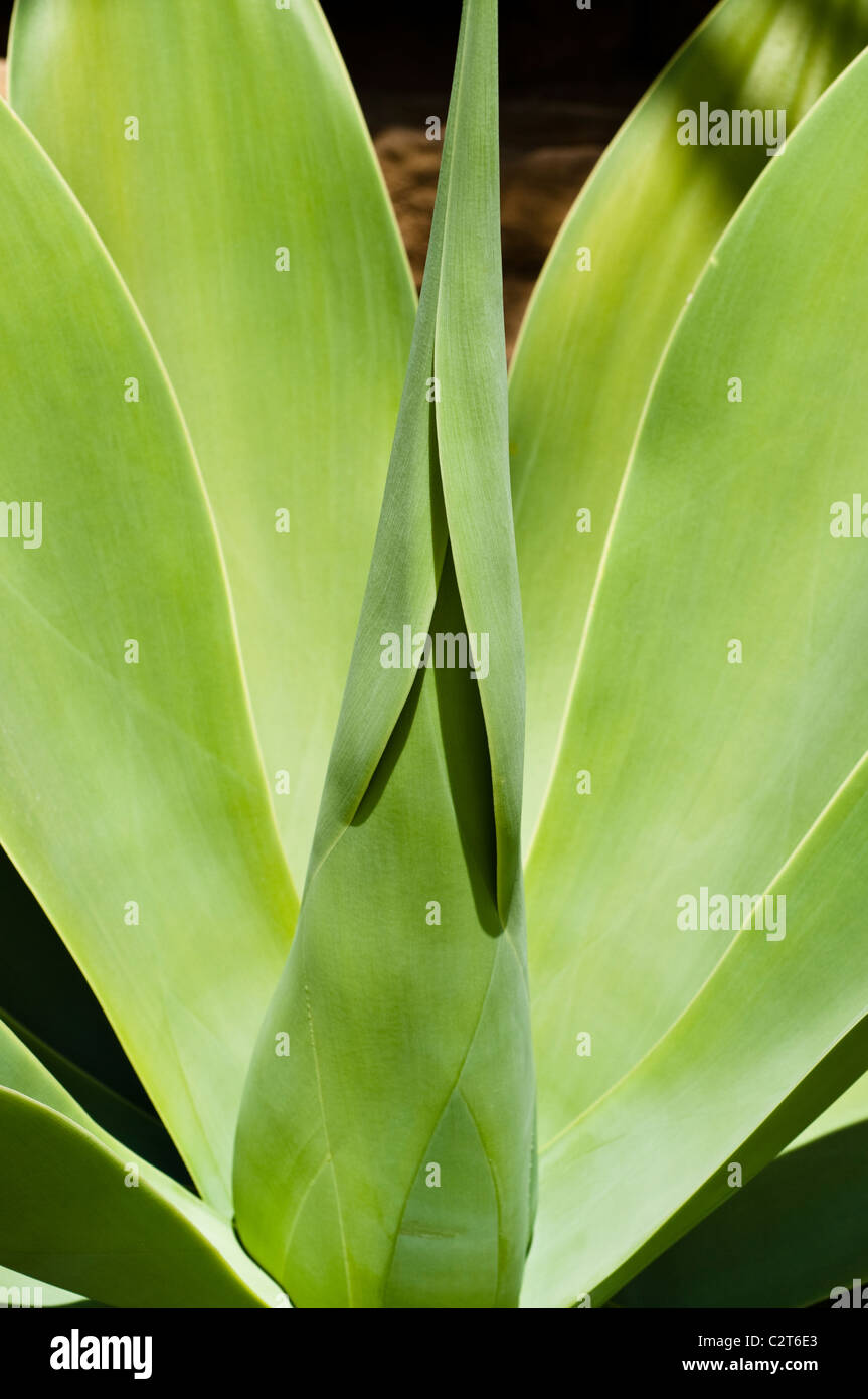 Agave attenuata Origin Mexico Stock Photo - Alamy