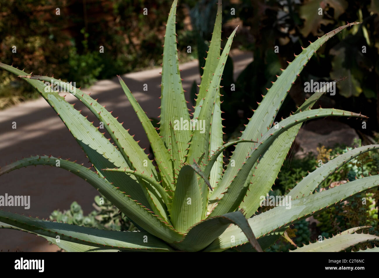 Aloe Glauca High Resolution Stock Photography and Images - Alamy
