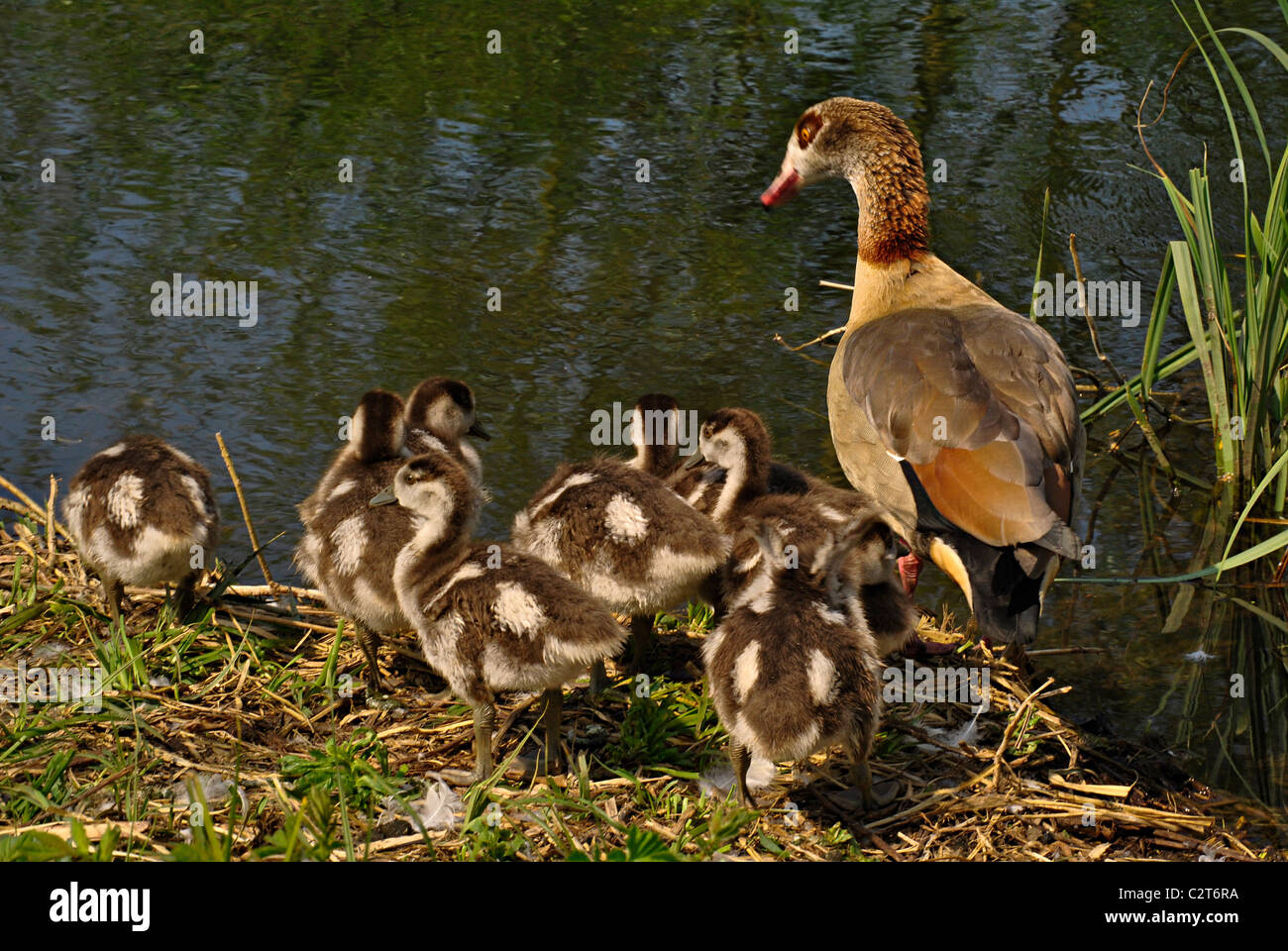 geese gosling's.norfolk nature,wildfowl Stock Photo - Alamy