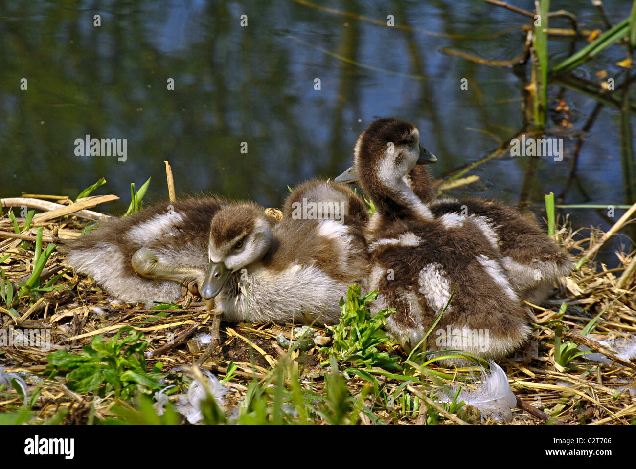geese gosling's.norfolk nature,wildfowl Stock Photo - Alamy