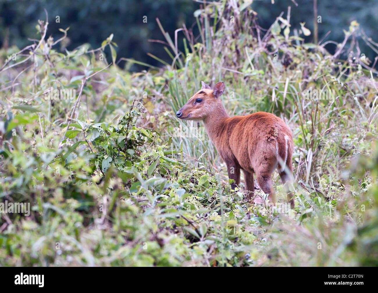 Royal chitwan national park hi-res stock photography and images - Alamy