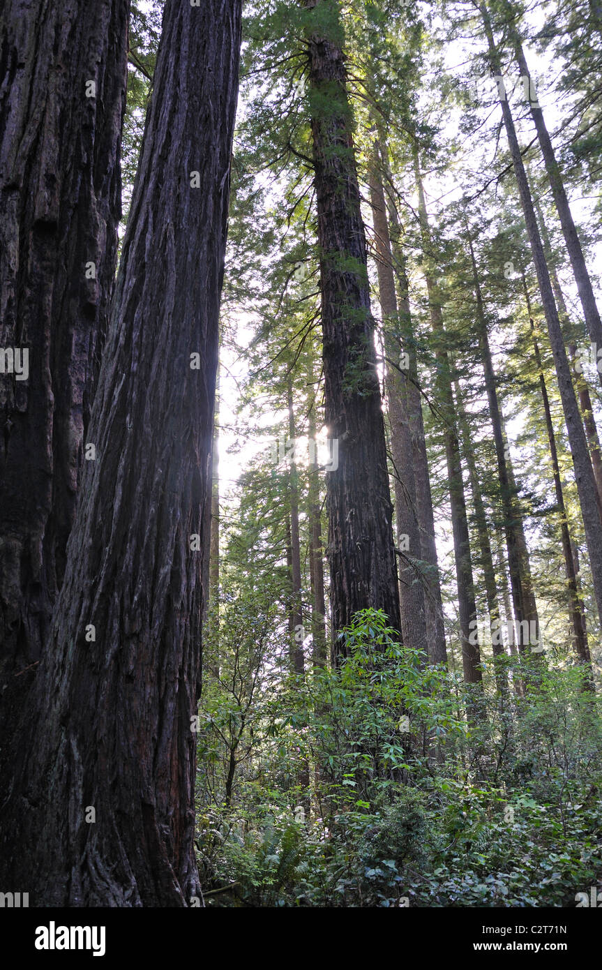 Redwoods National Park, California, USA Stock Photo - Alamy