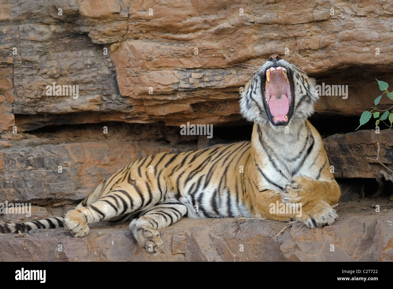 Tiger yawning hi-res stock photography and images - Alamy