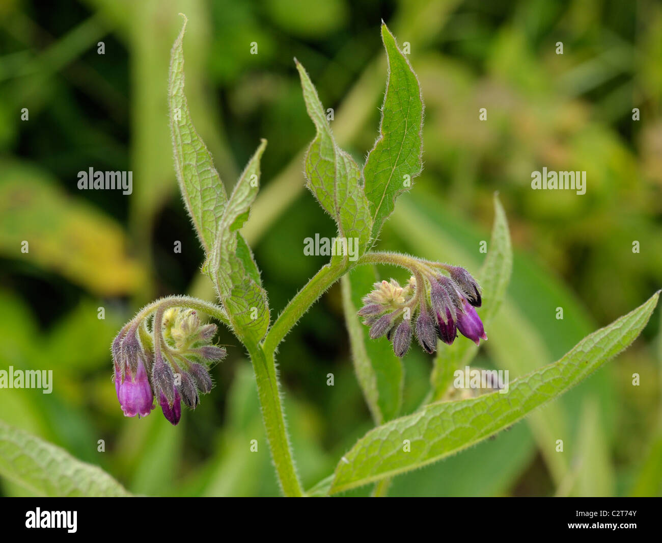 Common comfrey symphytum officinale hi-res stock photography and images ...