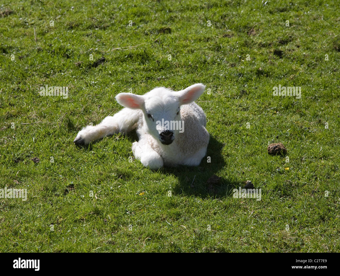UK April New born lamb lying resting Stock Photo - Alamy