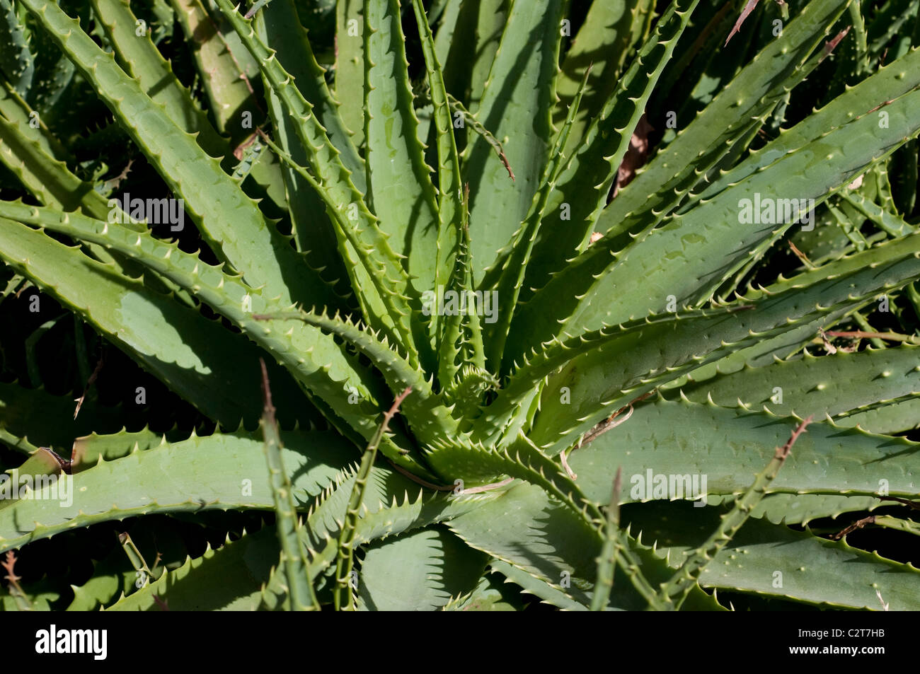 Aloe x spinosissima Stock Photo - Alamy