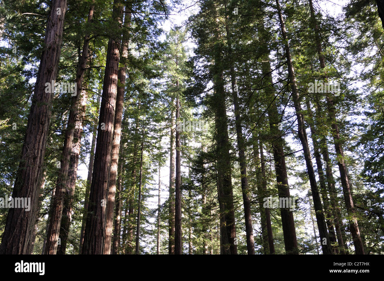 Redwoods National Park, California, USA Stock Photo - Alamy