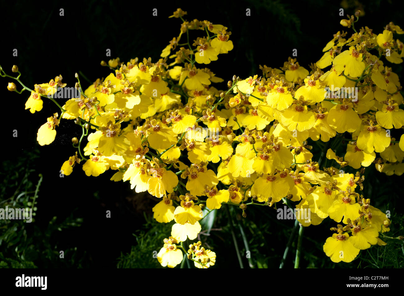 Oncidium hi-res stock photography and images - Alamy