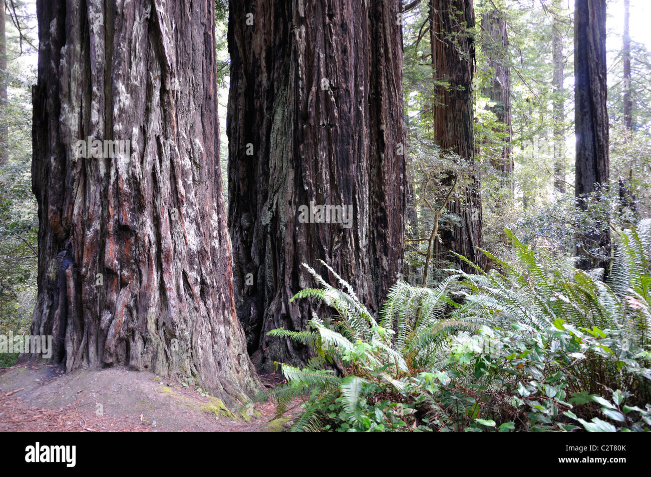 California redwoods sequoia sempervirens hi-res stock photography and ...