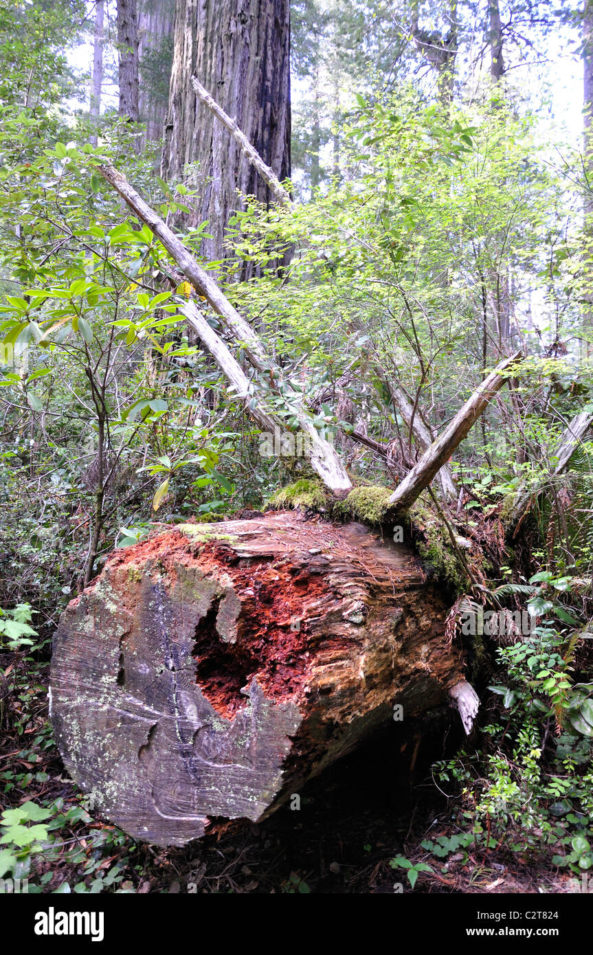Cut redwoods hi-res stock photography and images - Alamy