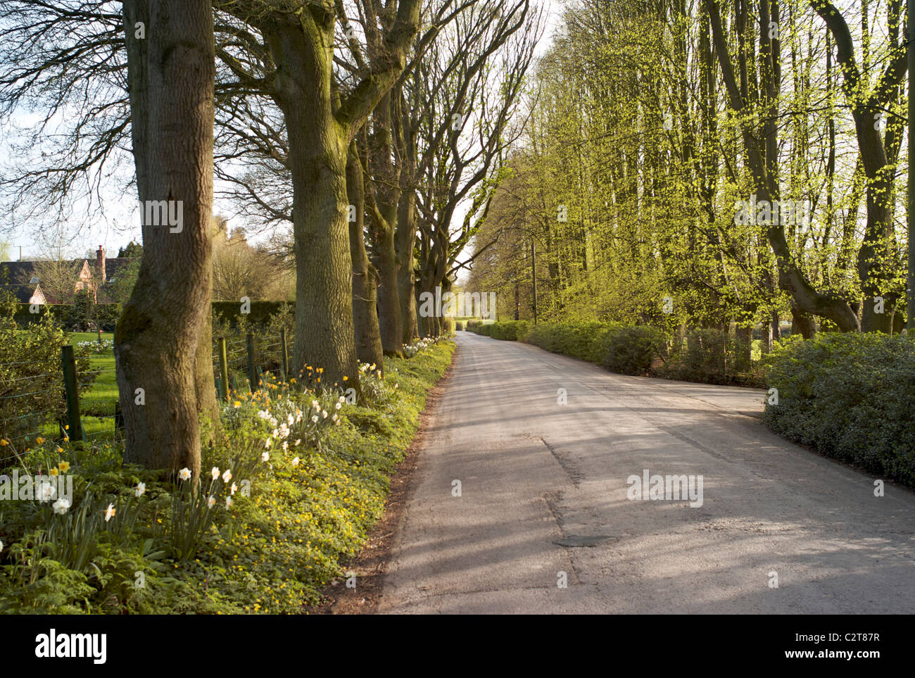 Country lane with tree hi-res stock photography and images - Alamy