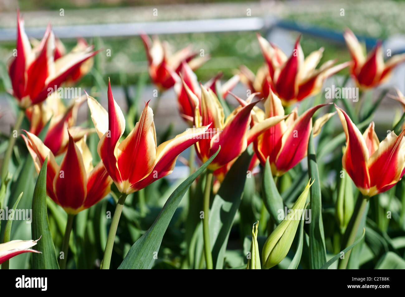Queen of sheba flower hi-res stock photography and images - Alamy