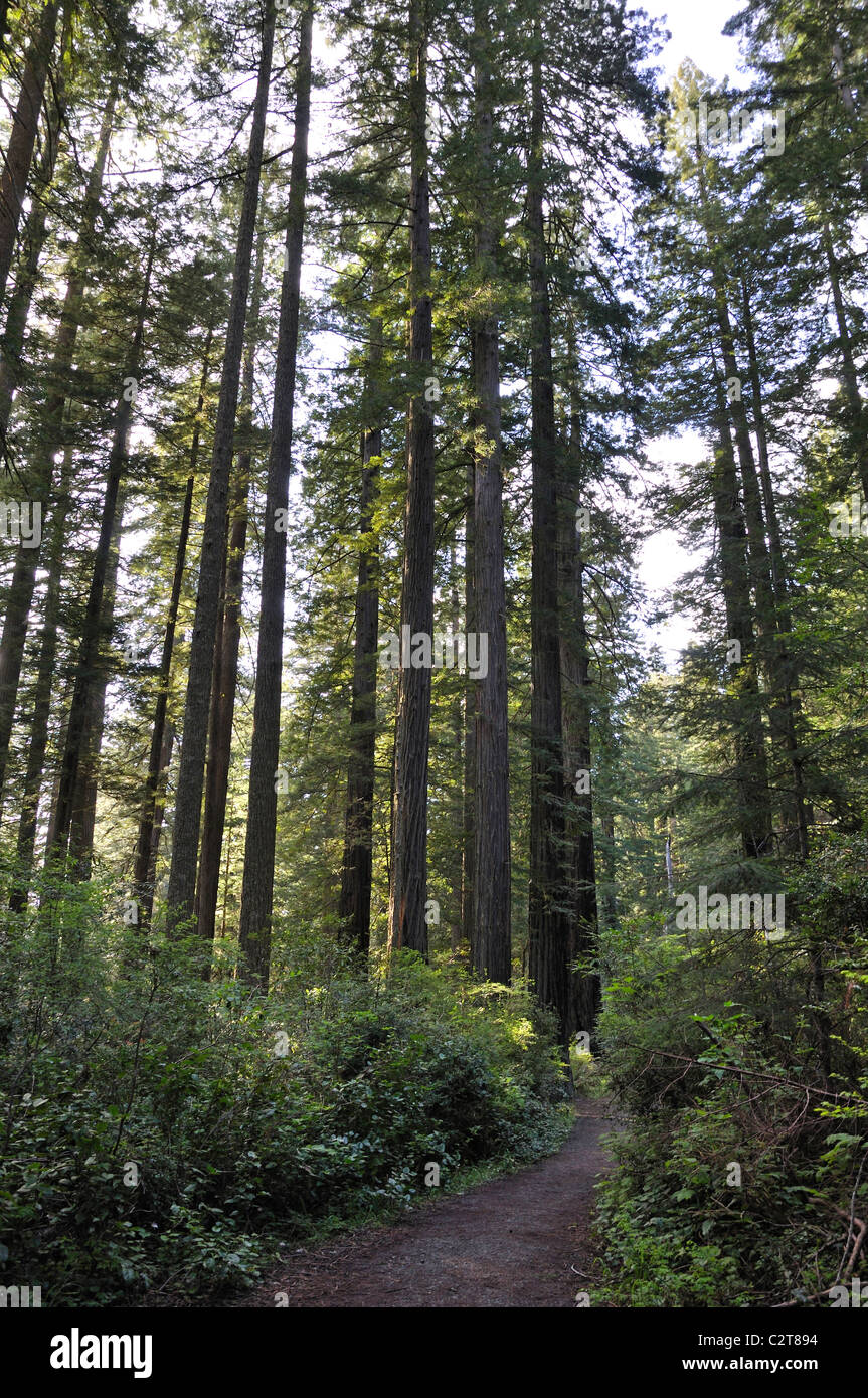 Redwoods National Park, California, USA Stock Photo - Alamy