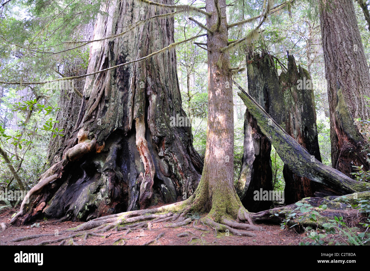 Burnt redwood tree trunk hi-res stock photography and images - Alamy