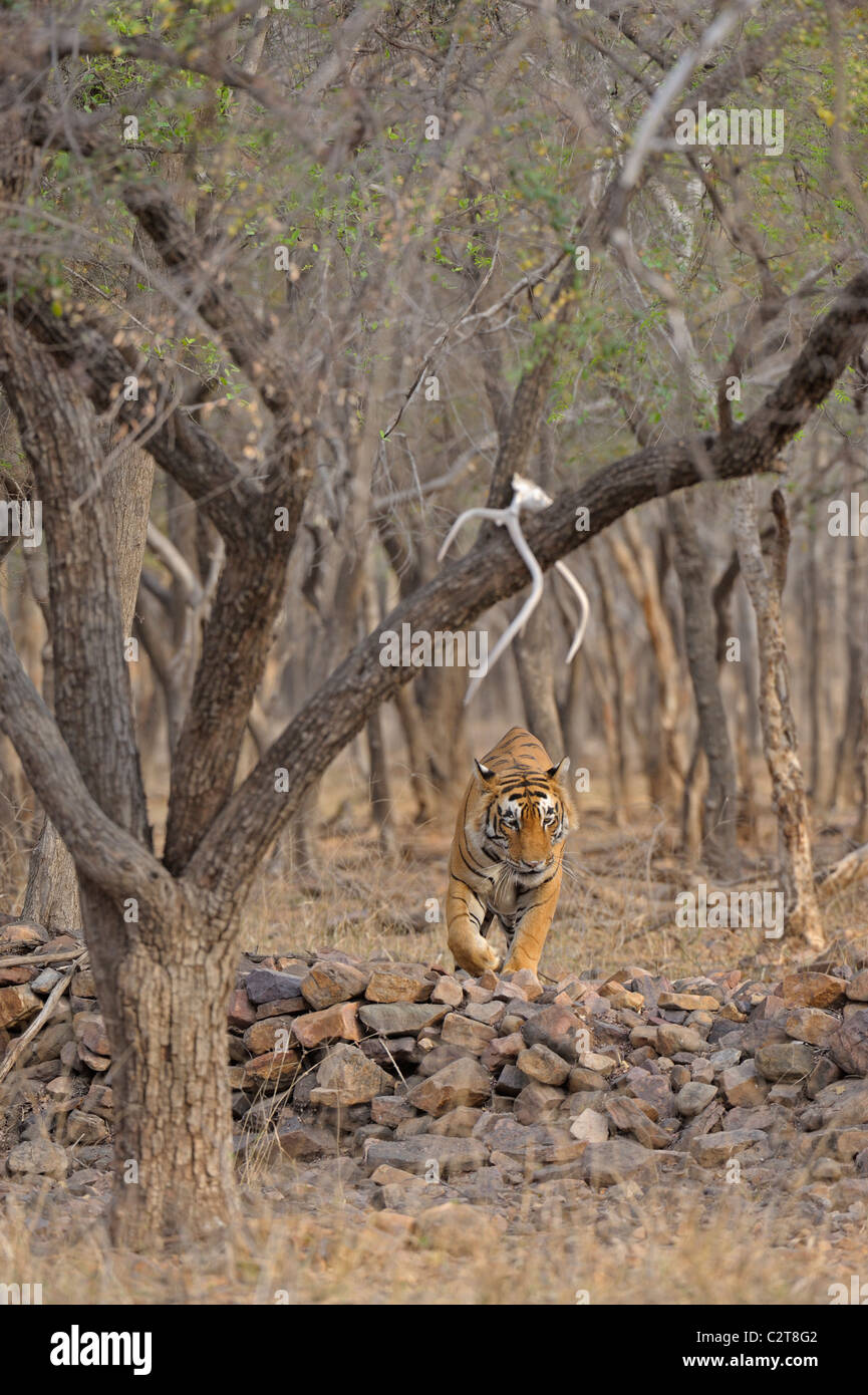 Tiger approach approaching hi-res stock photography and images - Alamy