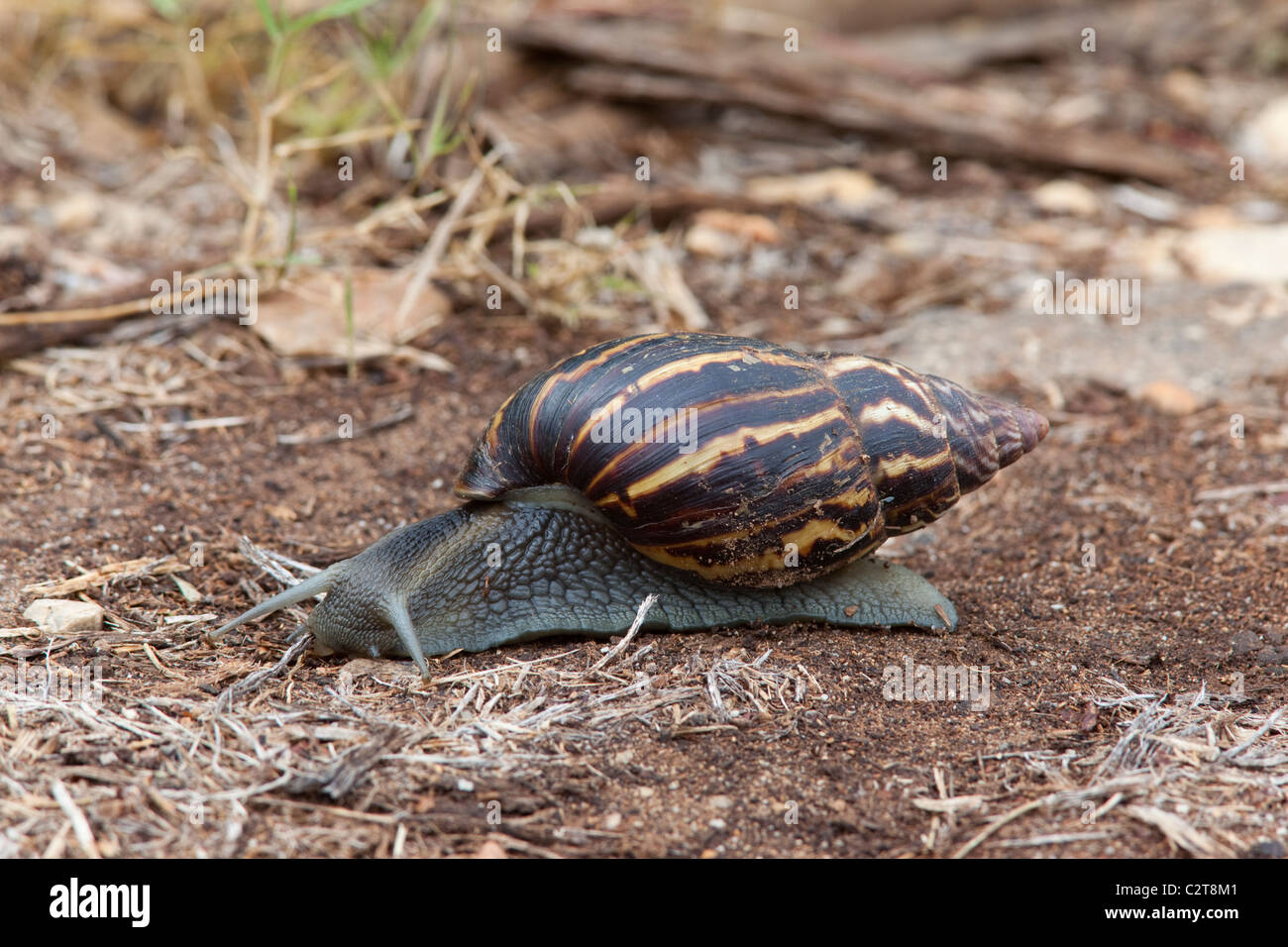 Giant African snail, Achatina fulica, South Africa Stock Photo - Alamy