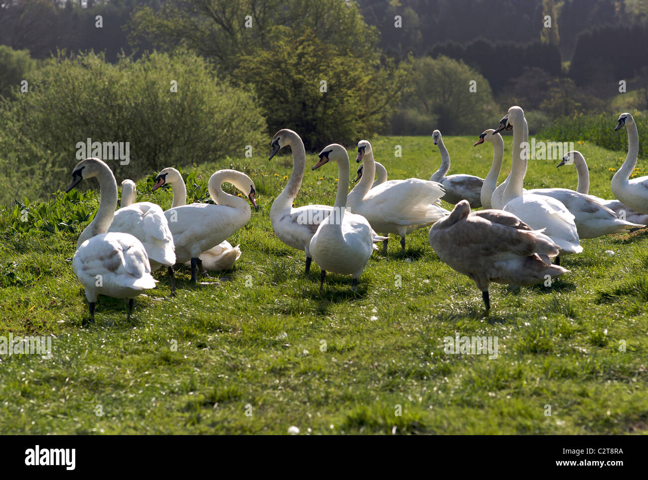 Swans flock hi-res stock photography and images - Alamy