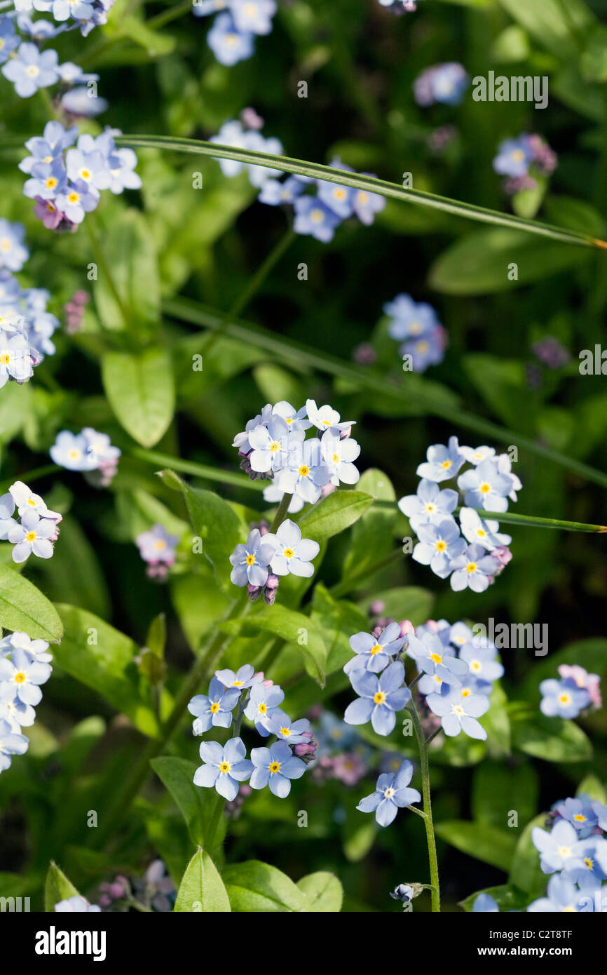 Forget-me-not flowering in a garden Cheshire England Stock Photo - Alamy