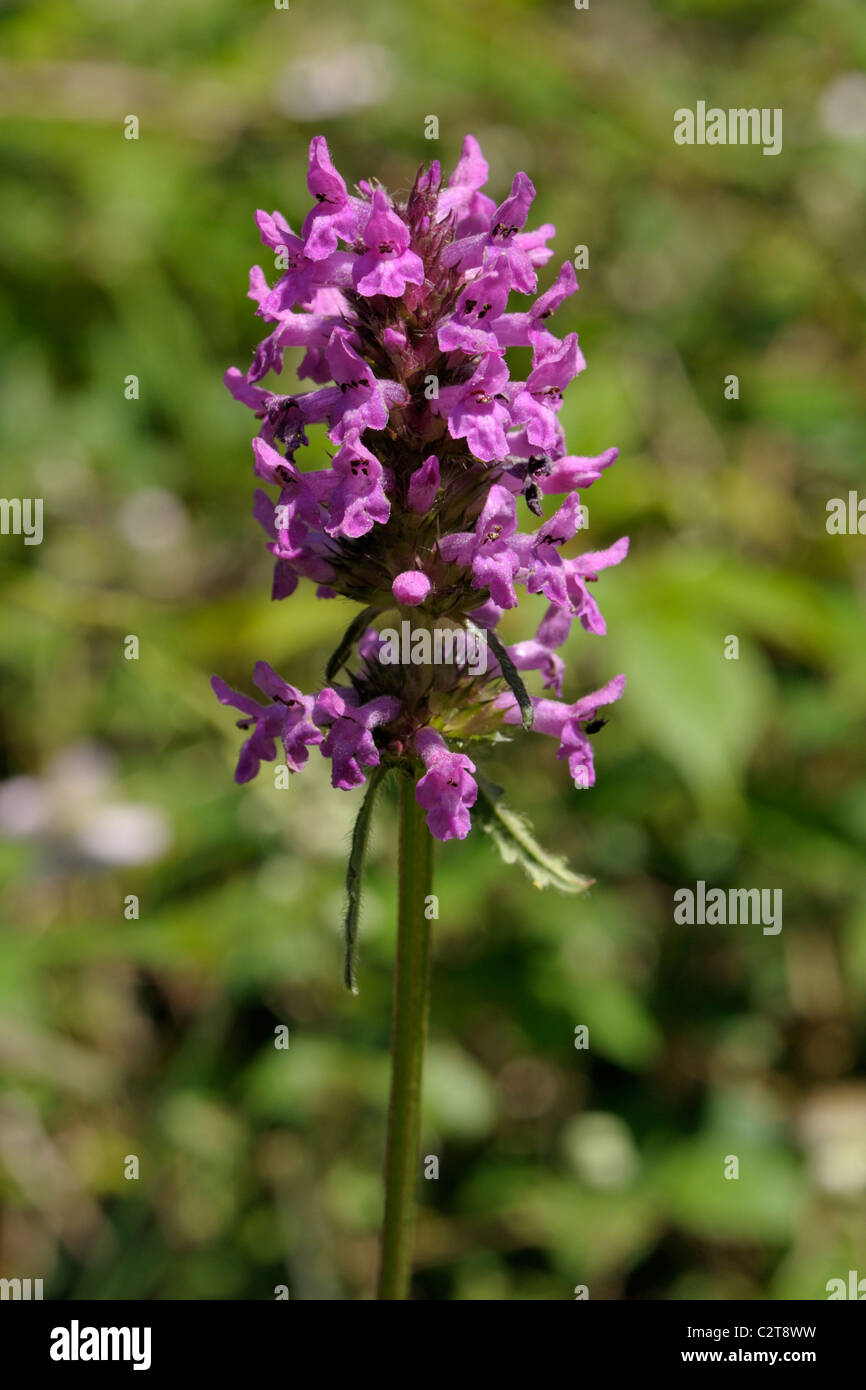 Purple Betony High Resolution Stock Photography and Images - Alamy