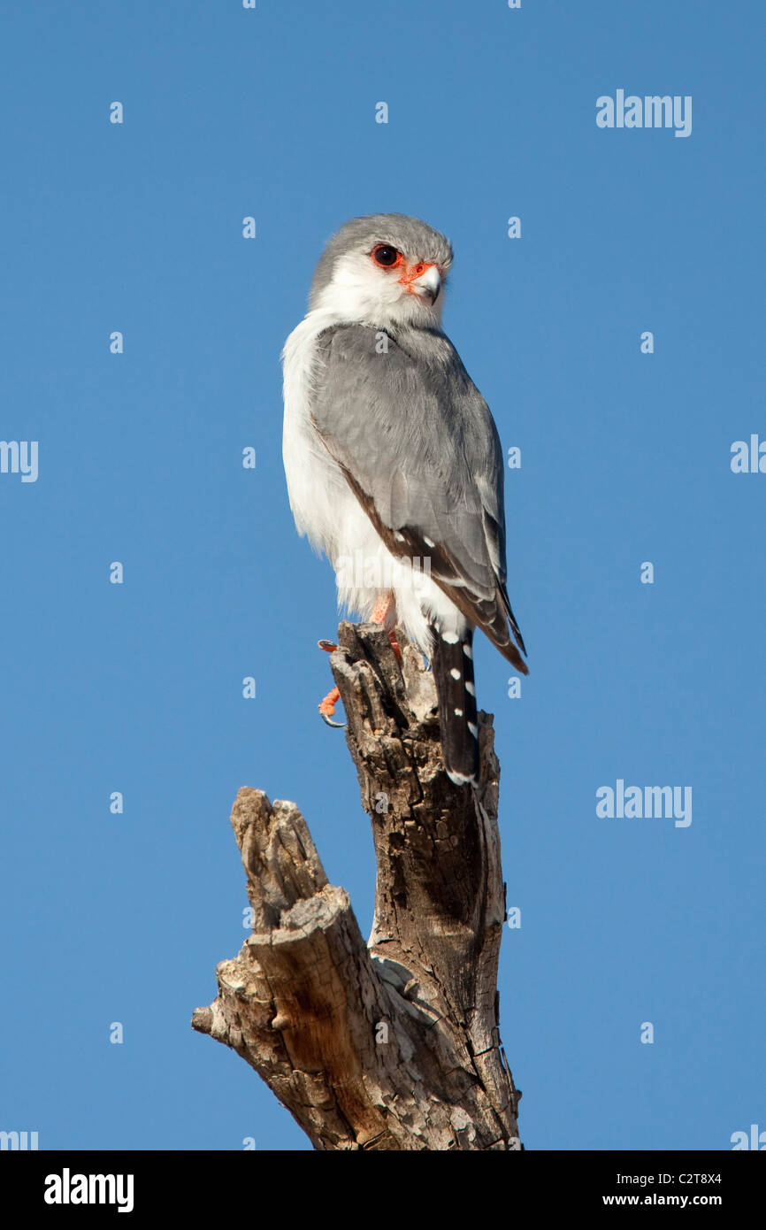 Pygmy falcon, Polihierax semitorquatus, male, Kgalagadi Transfrontier ...