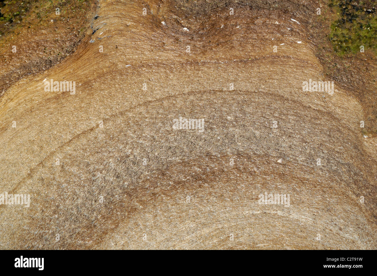 Foam Algae High Resolution Stock Photography and Images - Alamy