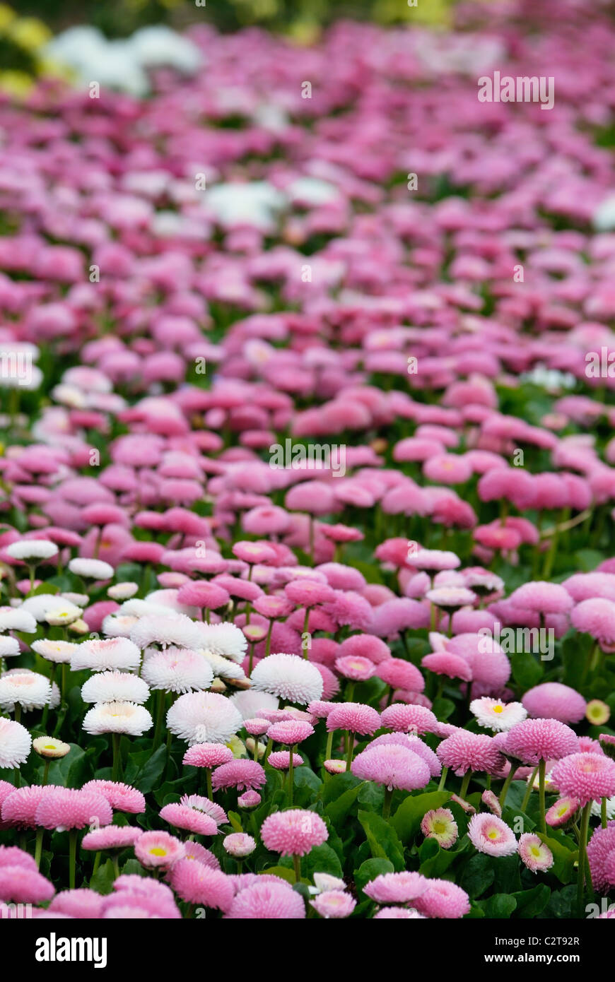 meadow of flower daisy. nature Stock Photo - Alamy
