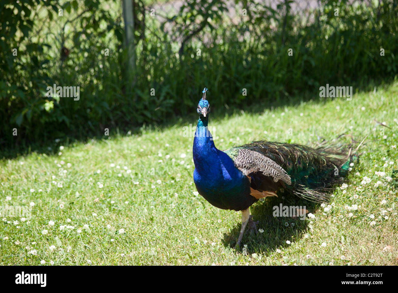 Plume bird hi-res stock photography and images - Alamy