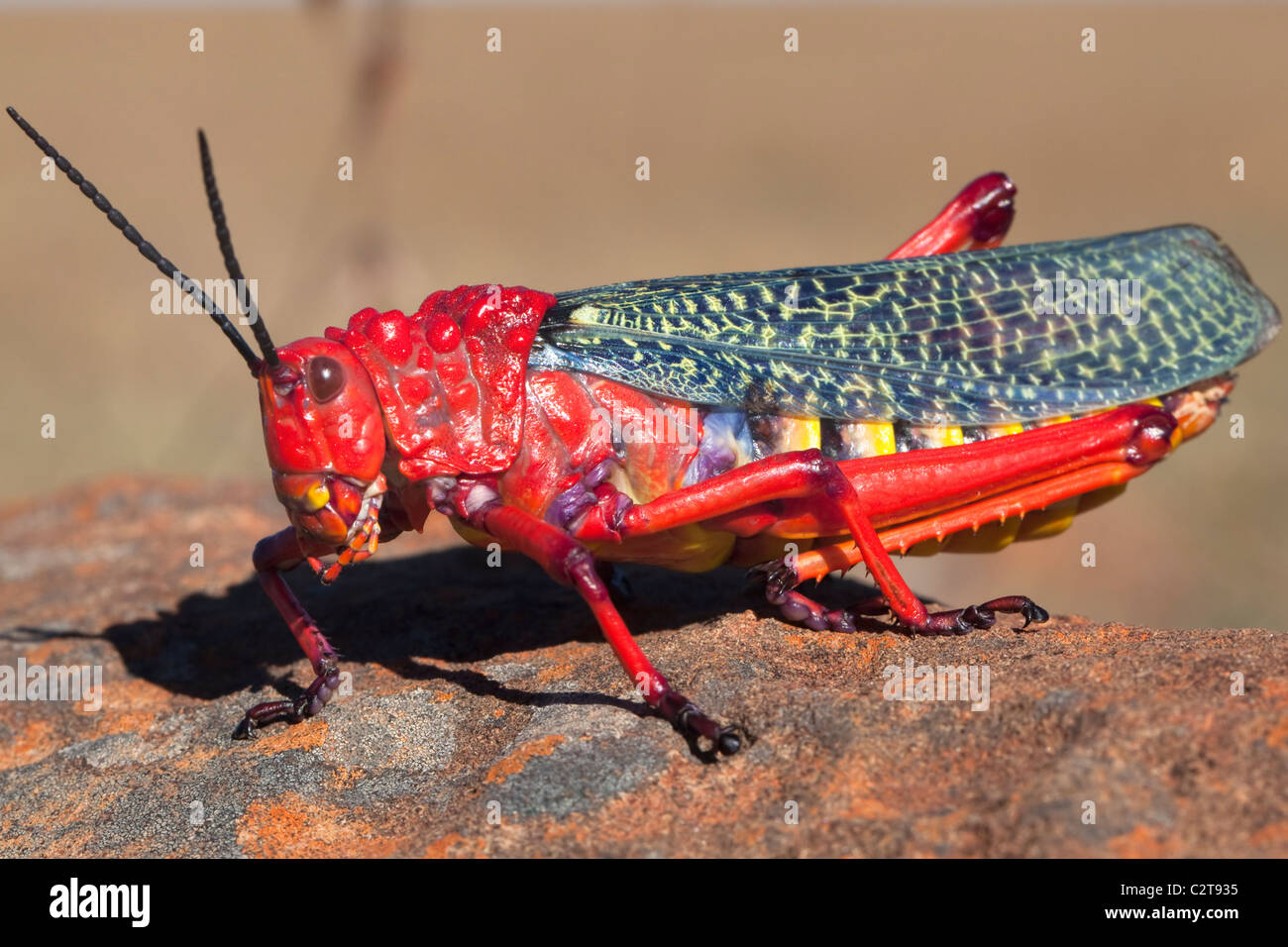 Common milkweed locust, Phymateus morbillosus, Samara private game ...