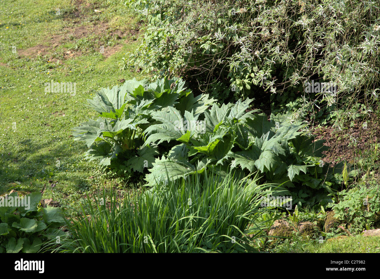 Gunnera plant pool hi-res stock photography and images - Alamy