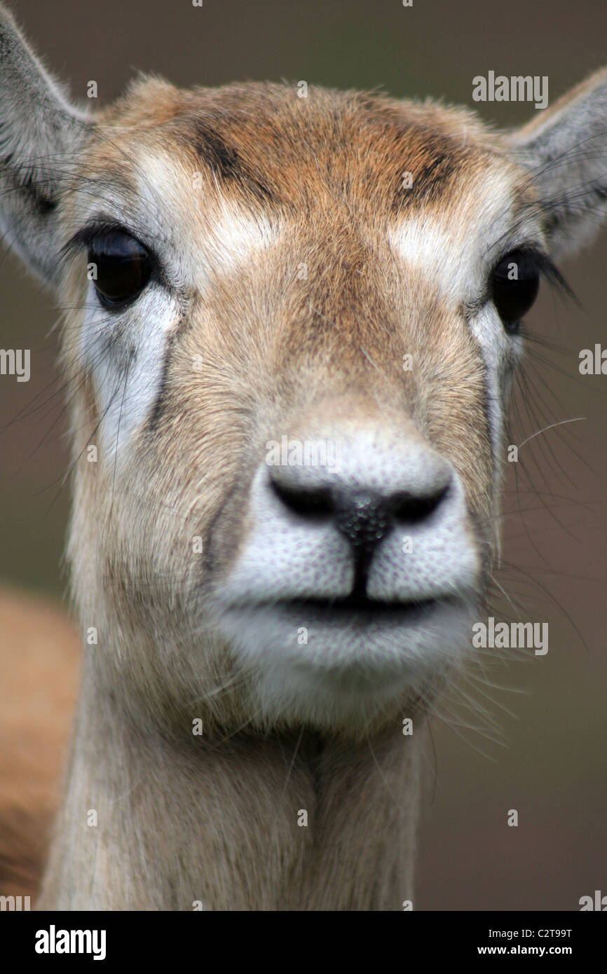 Female blackbuck (Antilope cervicapra). Taken at West Midlands Safari ...