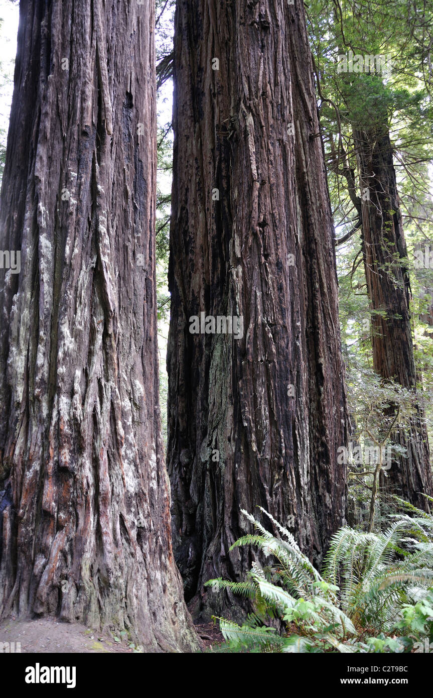 Redwoods National Park, California, USA Stock Photo - Alamy