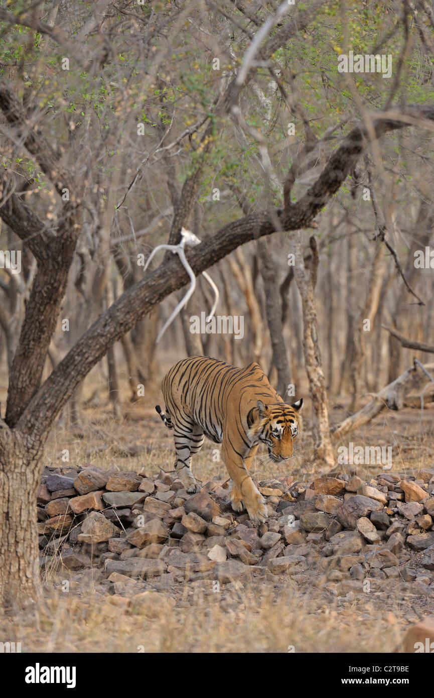 Tiger approach approaching hi-res stock photography and images - Alamy