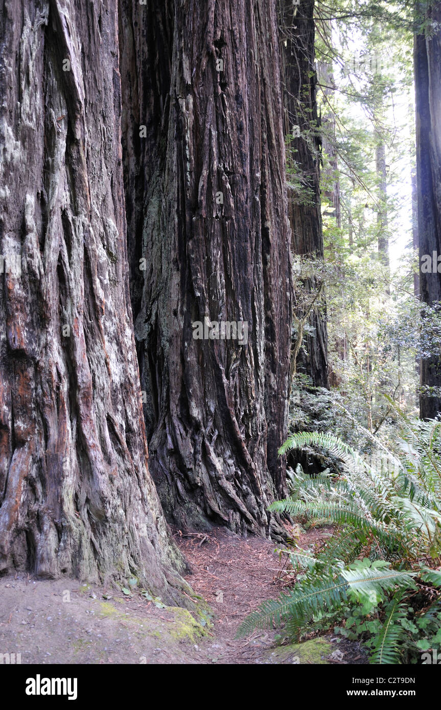 Redwoods National Park, California, USA Stock Photo - Alamy
