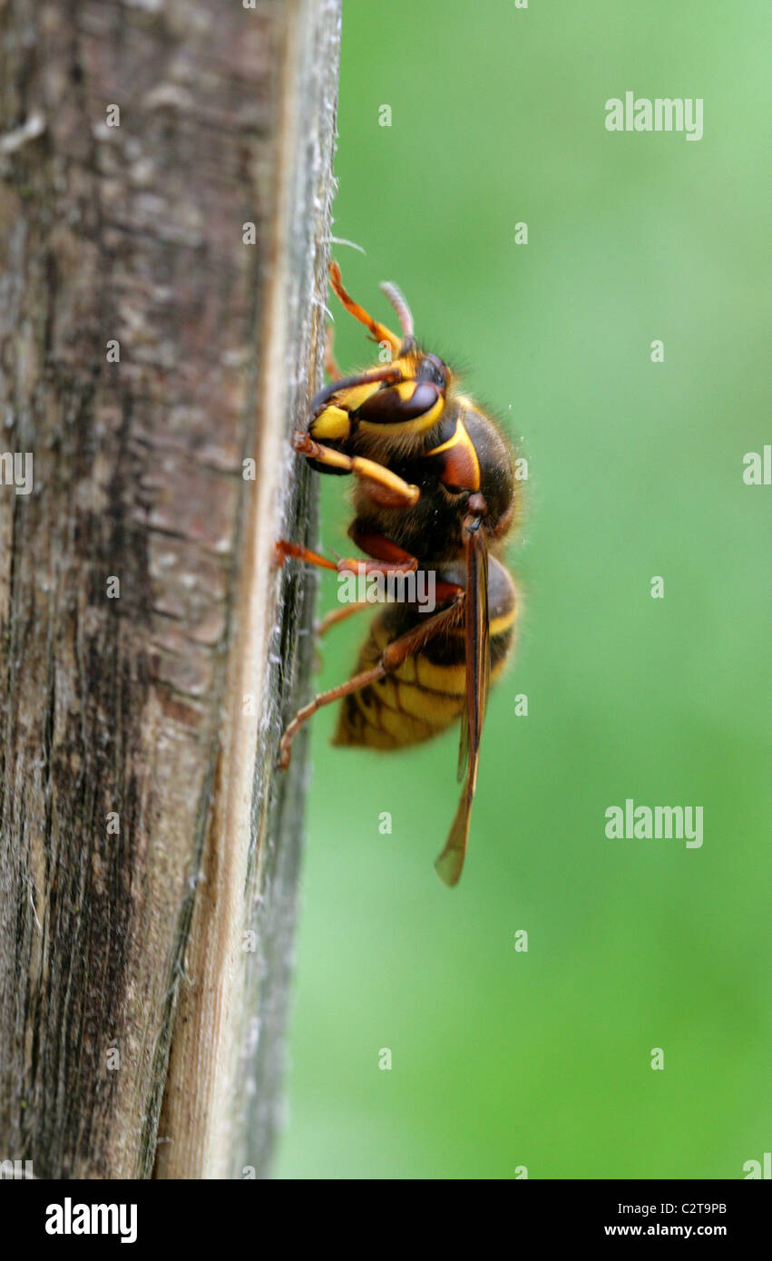 German or European Wasp, Vespula germanica, Vespidae, Vespoidea ...