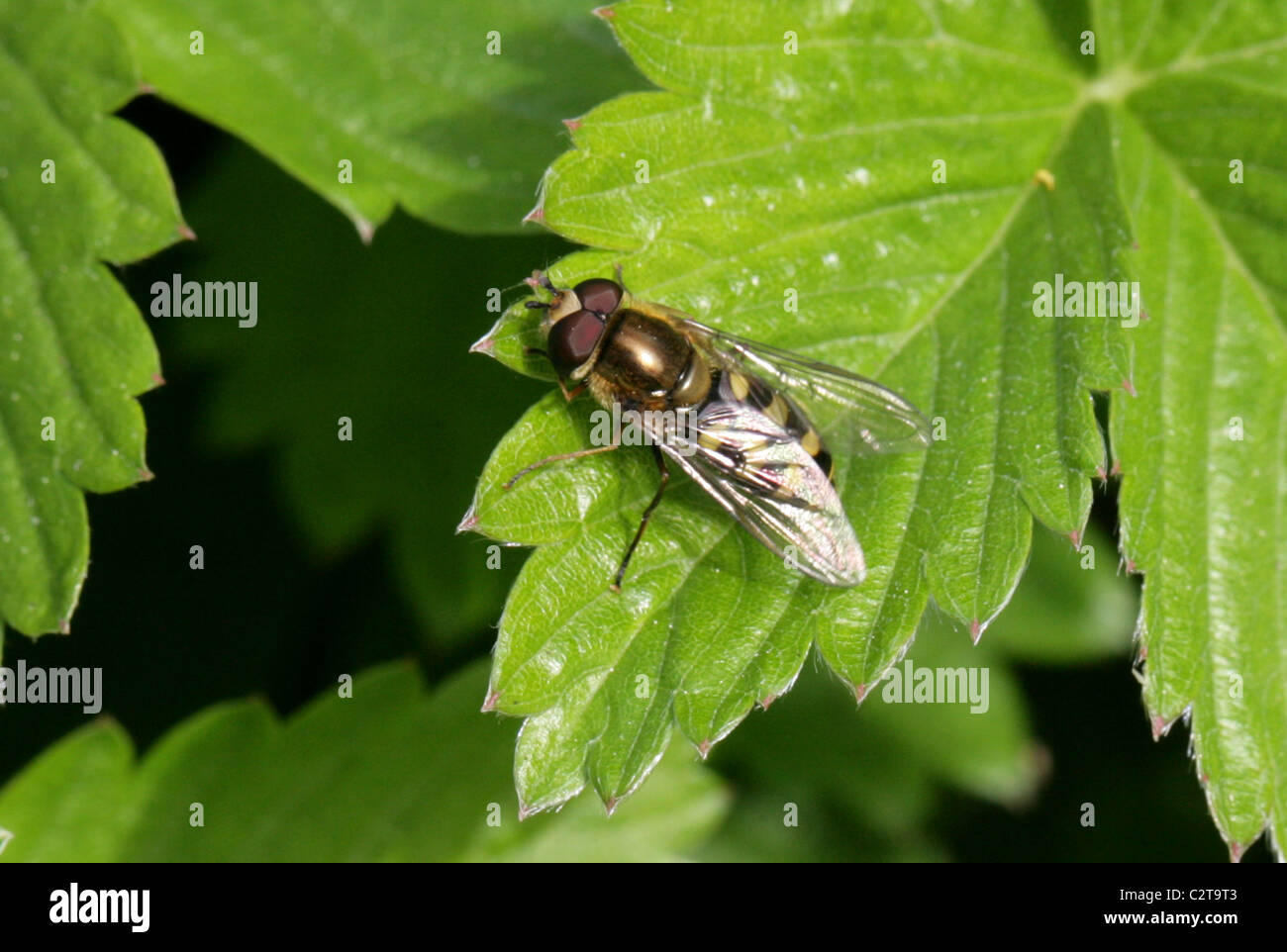 Hoverfly, Eupeodes luniger, Syrphidae, Diptera. Male Stock Photo - Alamy
