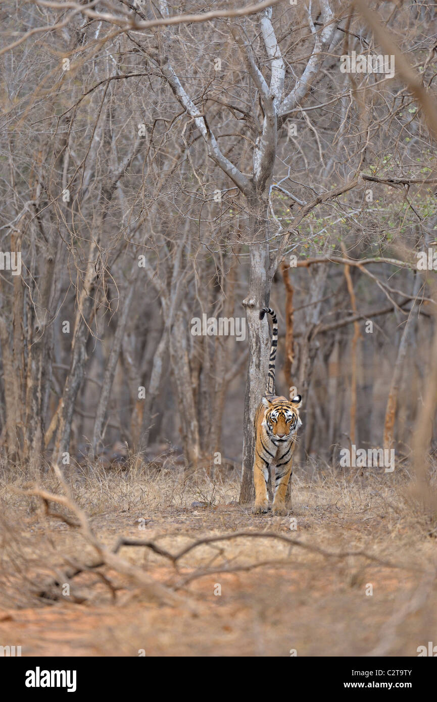 Tiger approach approaching hi-res stock photography and images - Alamy