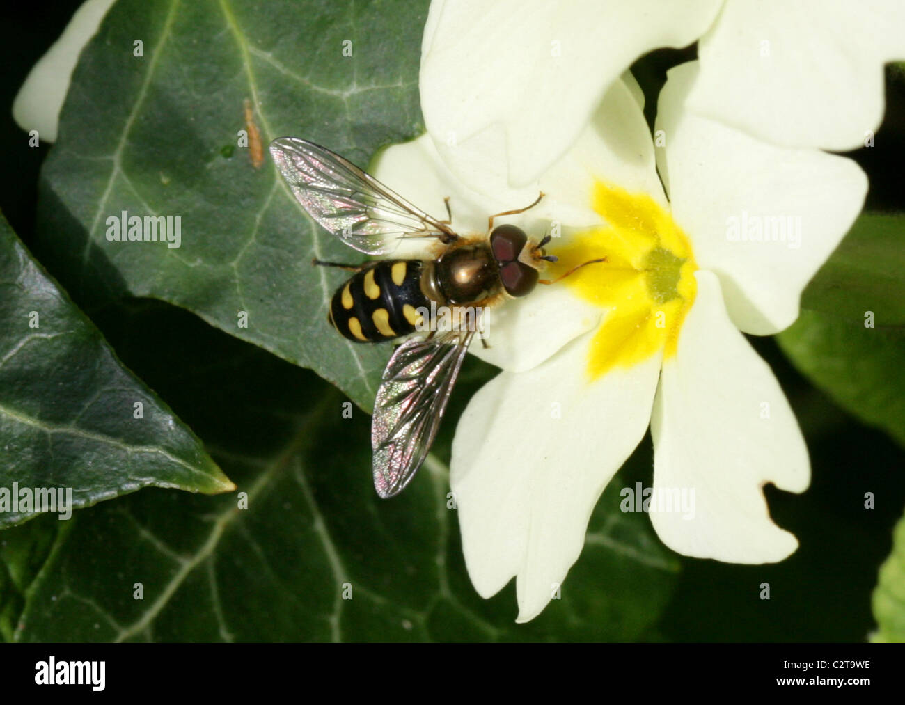 Hoverfly, Eupeodes luniger, Syrphidae, Diptera. Male Stock Photo - Alamy