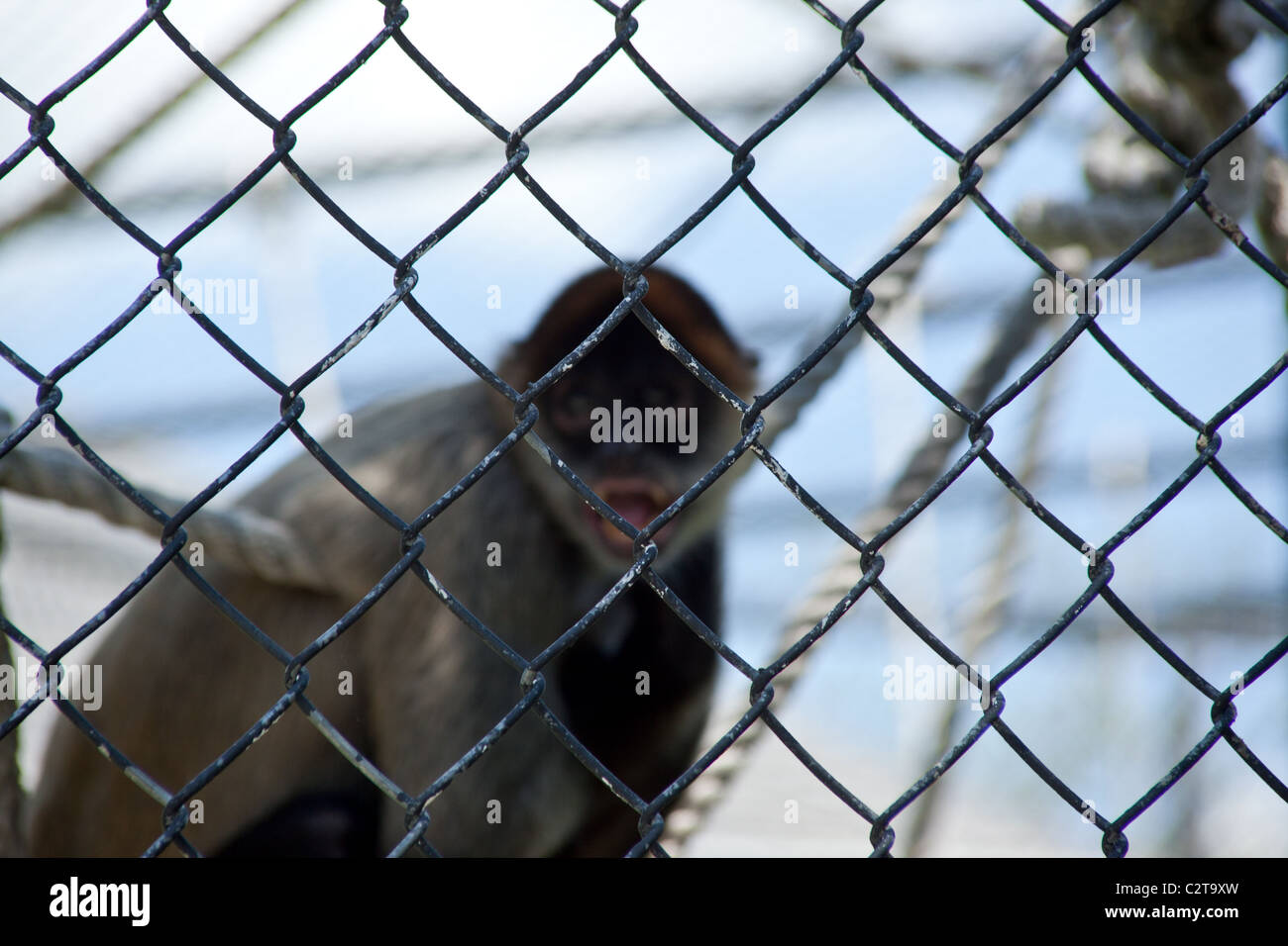 Angry chimpanzee hi-res stock photography and images - Alamy