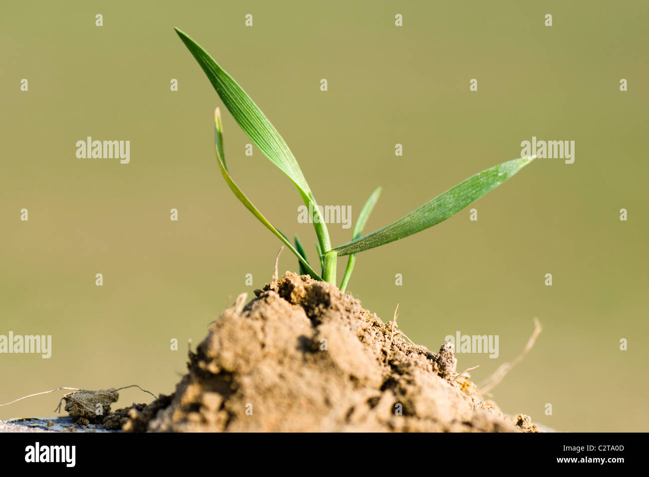 Young seedling of wheat planted in fertile soil Stock Photo - Alamy