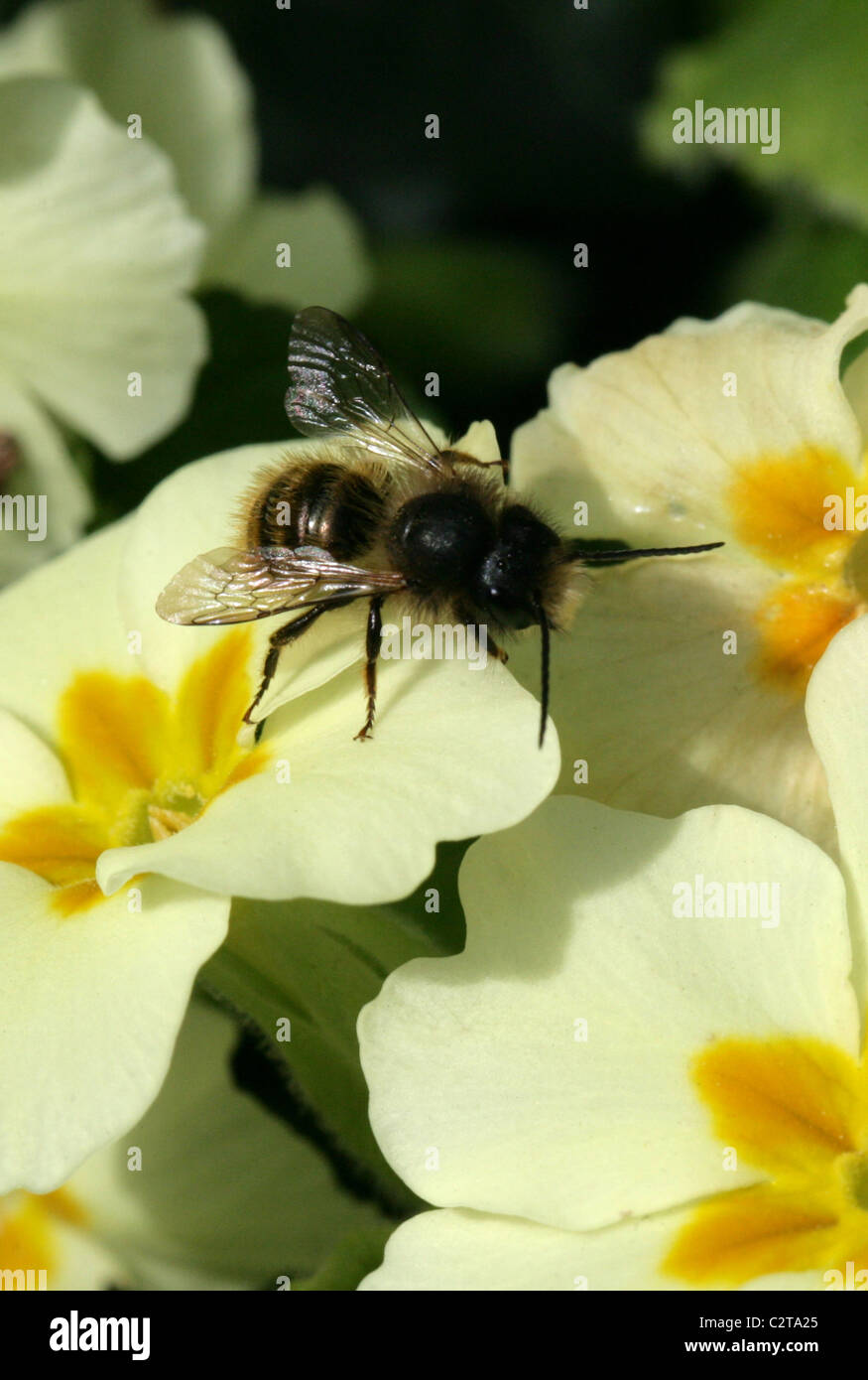 Red Mason Bee, Osmia rufa, Megachilidae, Apoidea, Apocrita, Hymenoptera ...