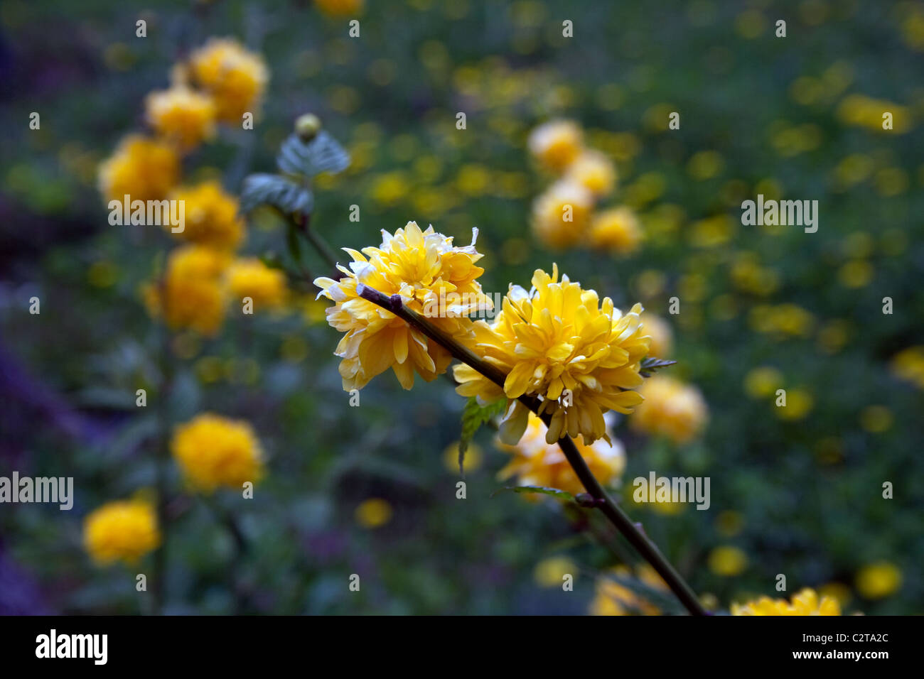 Kerria japonica Pleniflora bush in the garden Stock Photo - Alamy