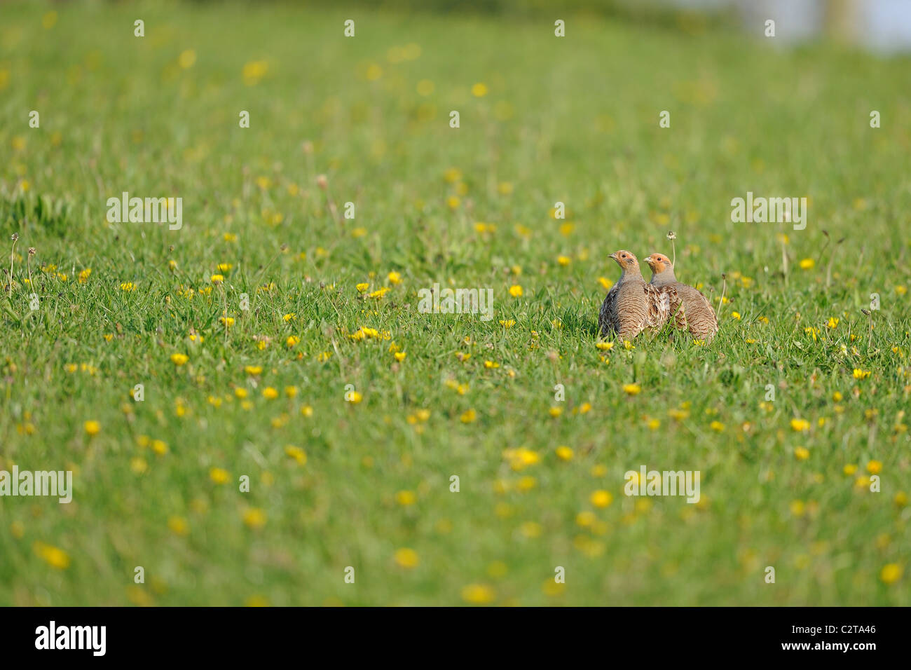 Grey partridge perdix perdix female hi-res stock photography and images ...