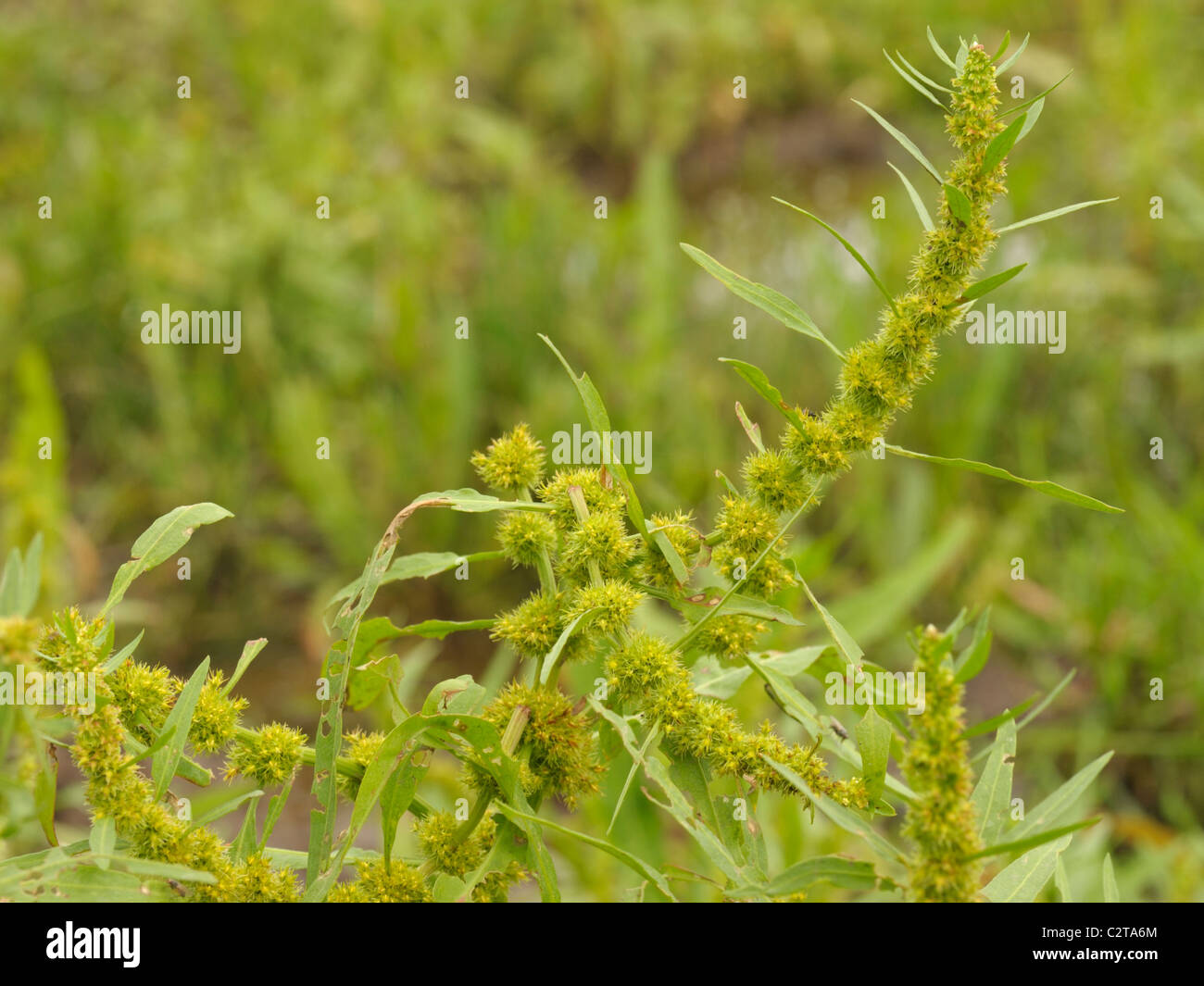 Golden Dock, rumex maritimus Stock Photo - Alamy