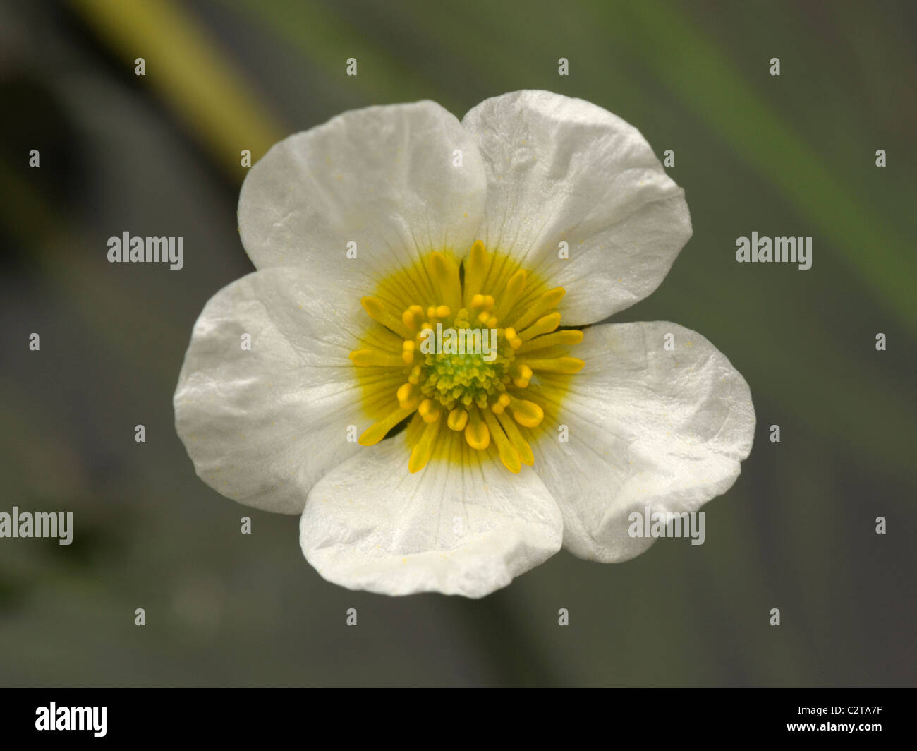 River Water-crowfoot, ranunculus fluitans Stock Photo - Alamy