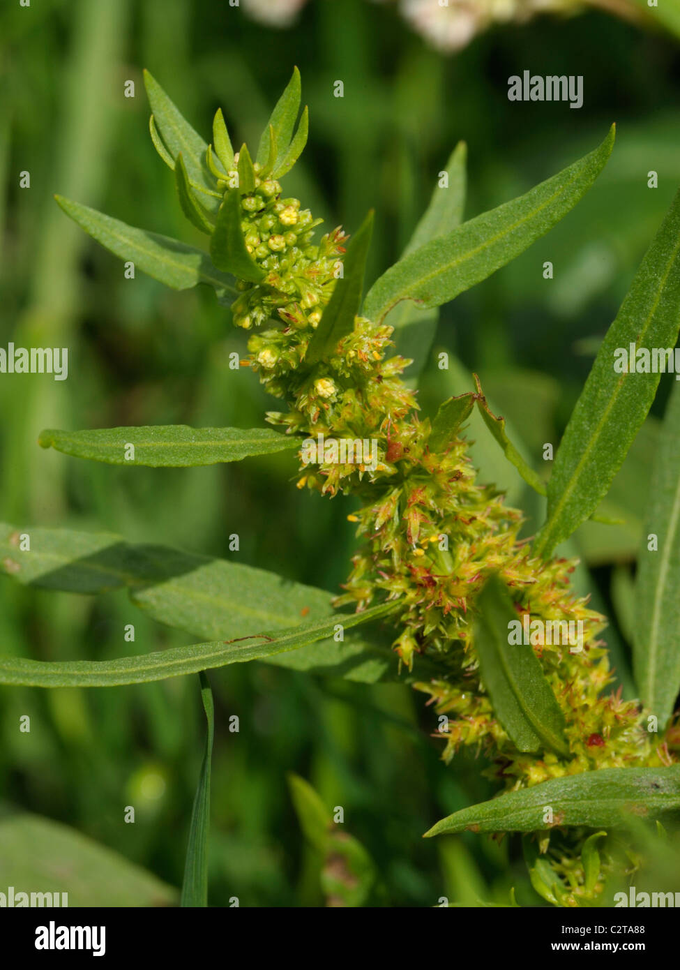 Golden Dock, rumex maritimus Stock Photo - Alamy