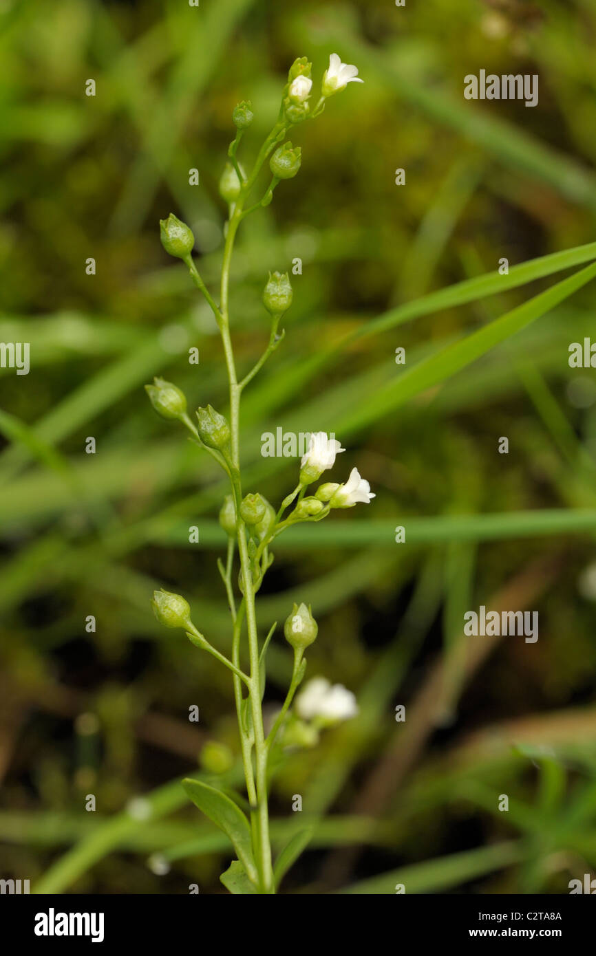 Brookweed, samolus valerandi Stock Photo - Alamy