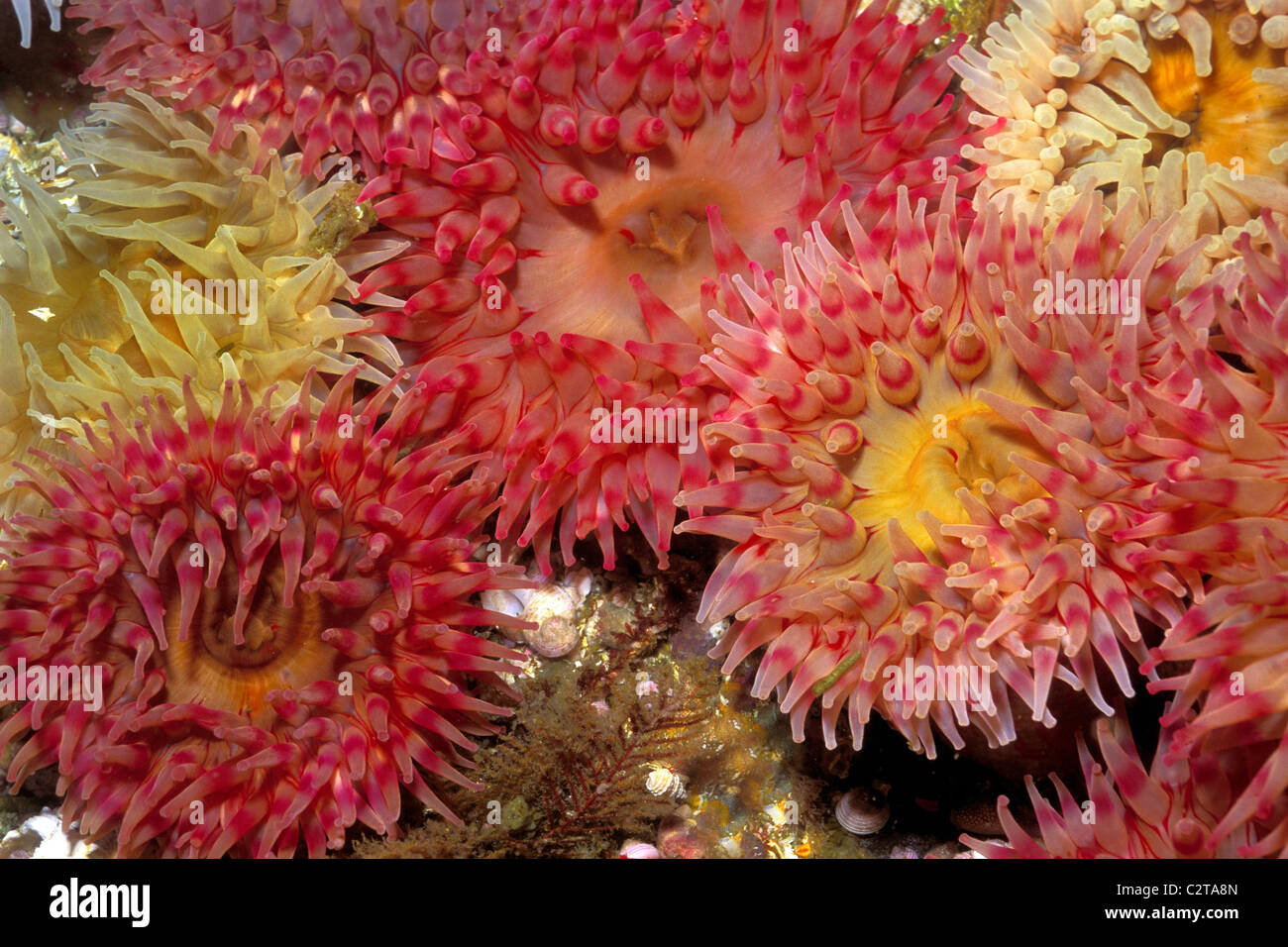 Urticina crassicornis hi-res stock photography and images - Alamy