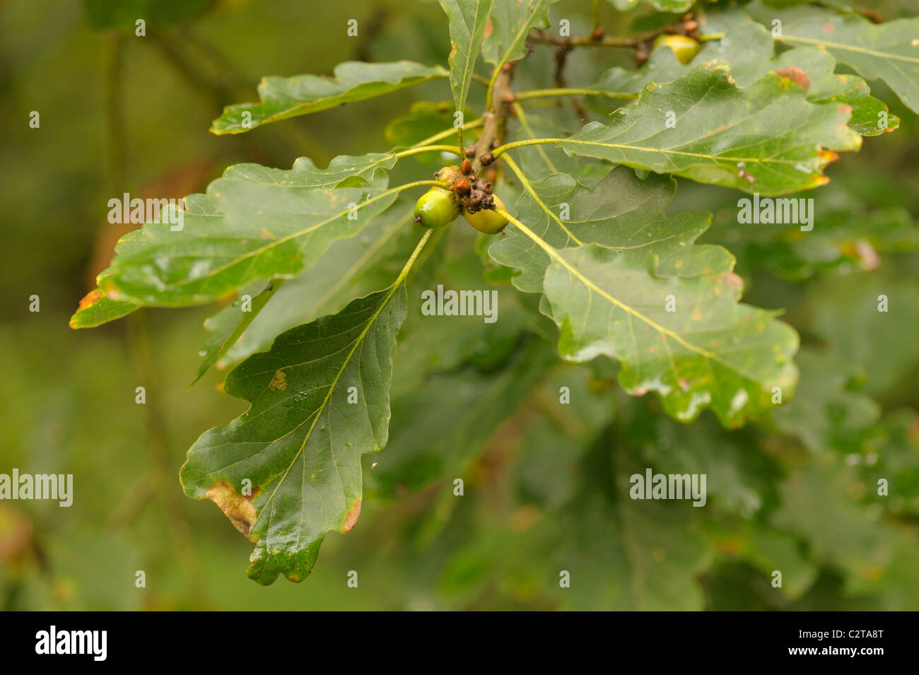 Sessile Oak, quercus petraea Stock Photo - Alamy