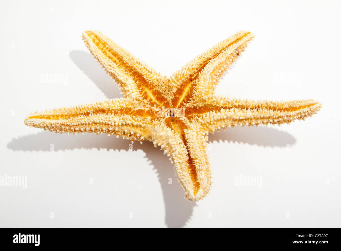 Starfish from oceans deep water on white background Stock Photo - Alamy